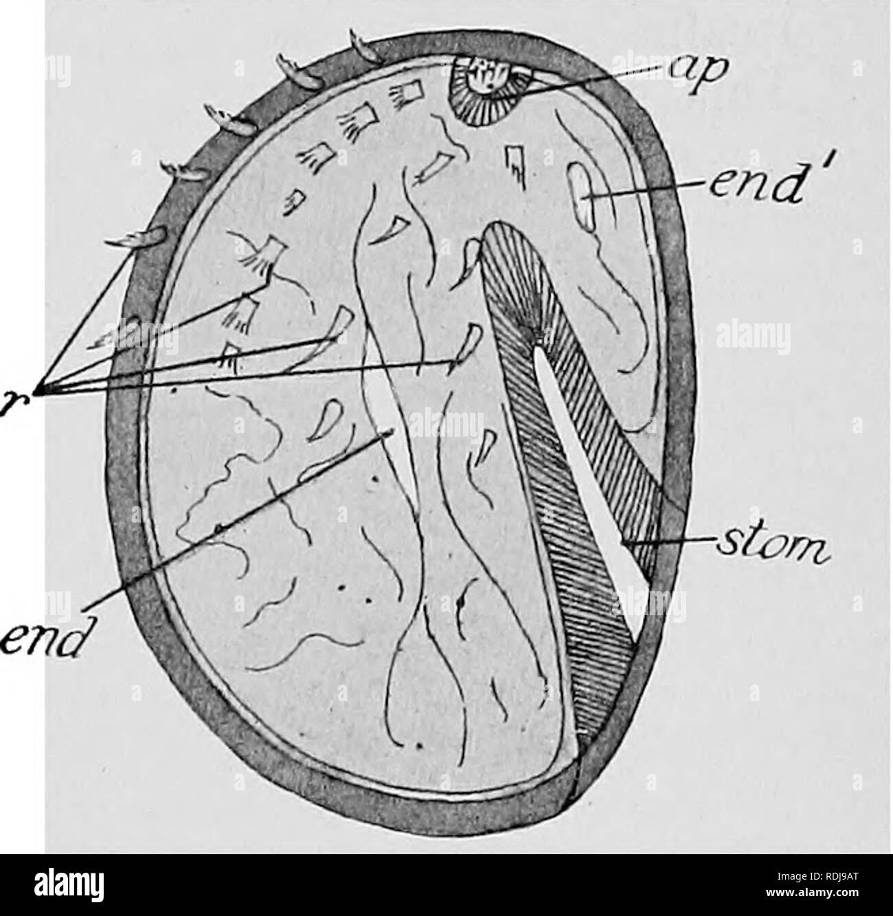 Blastomere Black and White Stock Photos & Images - Alamy