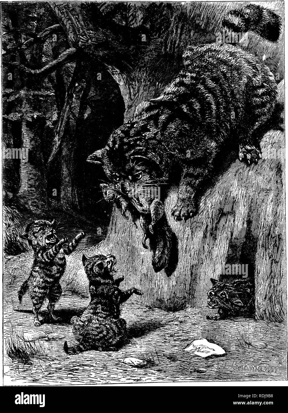 . The animals of the world. Brehm's life of animals;. Mammals ...