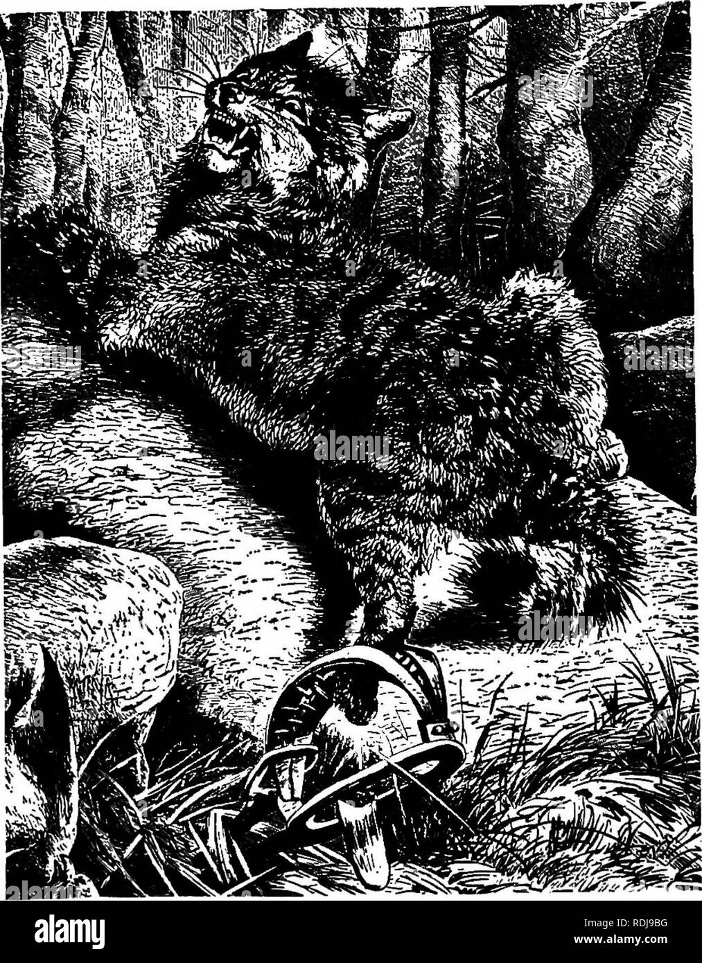 Thick russet fur hi-res stock photography and images - Alamy