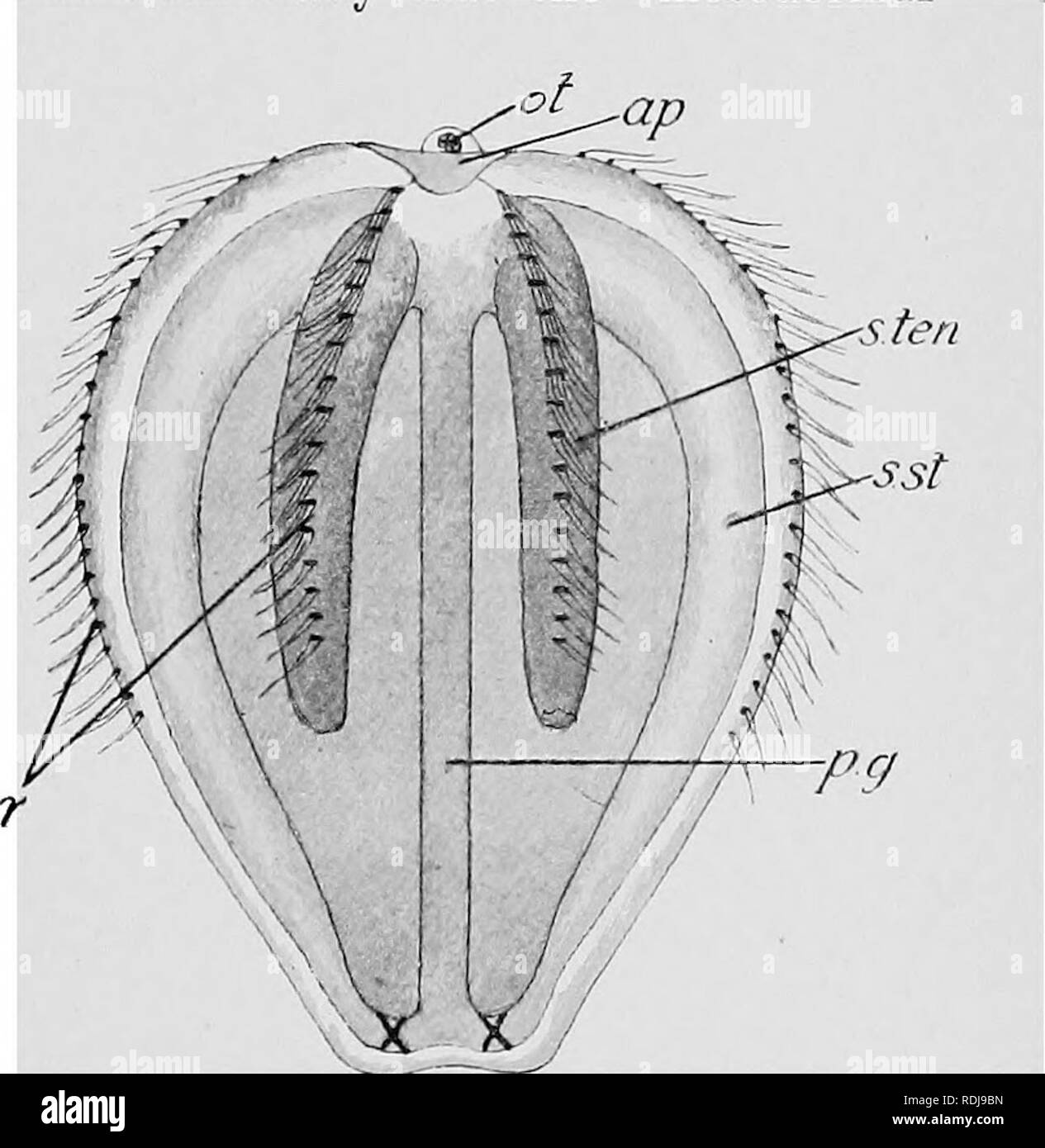 Gastric embryology hi-res stock photography and images - Alamy