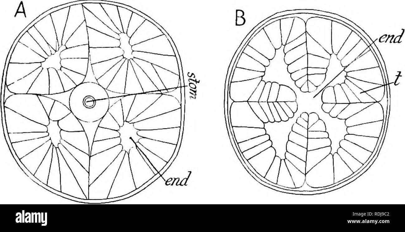 . Text-book of embryology. Embryology. IV COELENTERATA 93 Just before ...