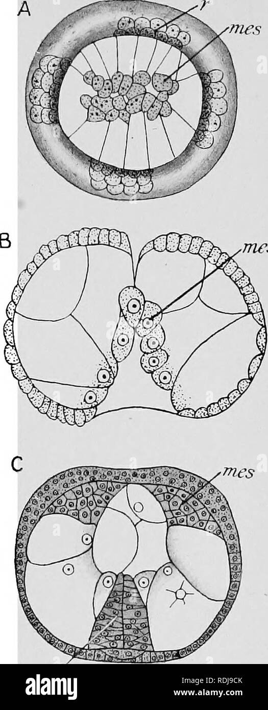 Blastomere Black and White Stock Photos & Images - Alamy