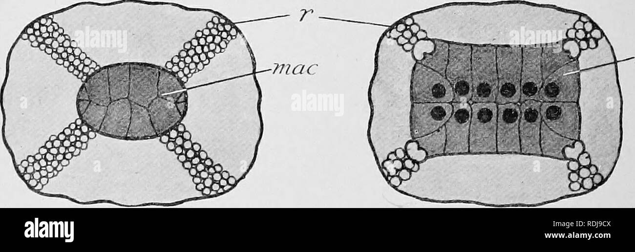 . Text-book of embryology. Embryology. irnc mic Fic. 70.—Two views of ...