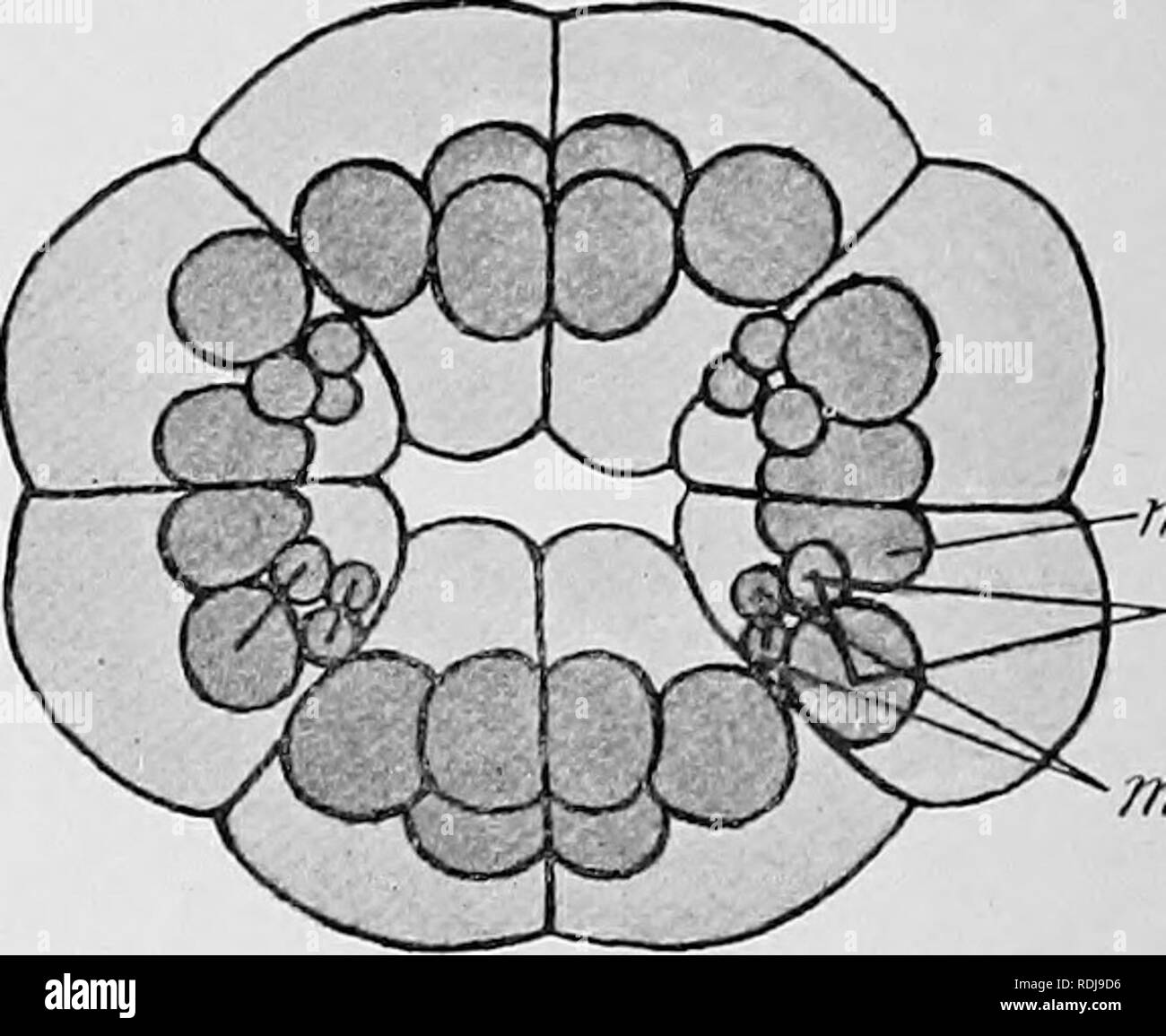 . Text-book of embryology. Embryology. irnc mic Fic. 70.—Two views of ...