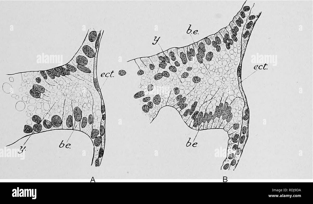 . Text-book of embryology. Embryology. Fig. 82.—Sagittal section ...