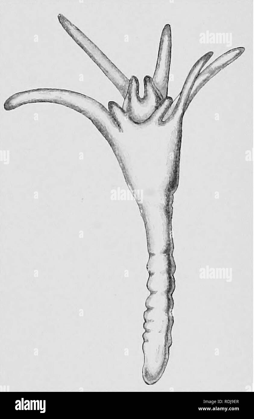 Adamsia palliata Black and White Stock Photos & Images - Alamy