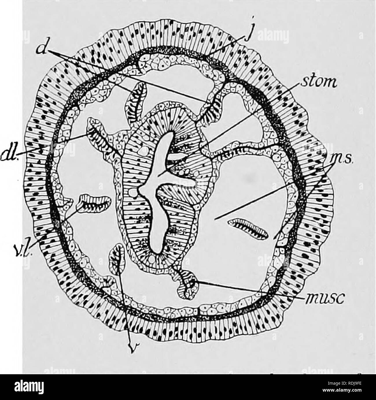 Metridium Cross Section