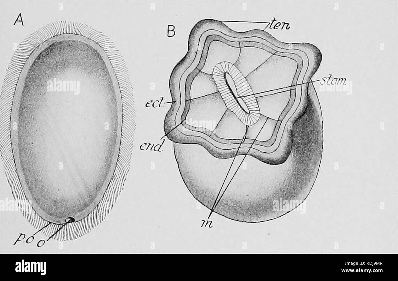 . Text-book of embryology. Embryology. IV COELENTERATA 79 form an inner ...