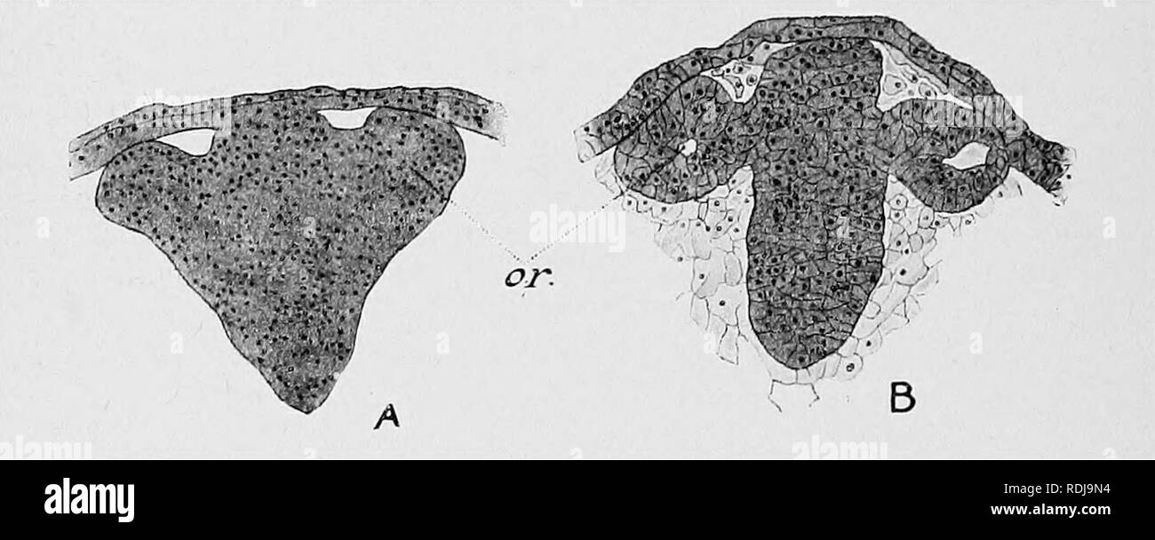 Retinal pigmented epithelium Black and White Stock Photos & Images - Alamy