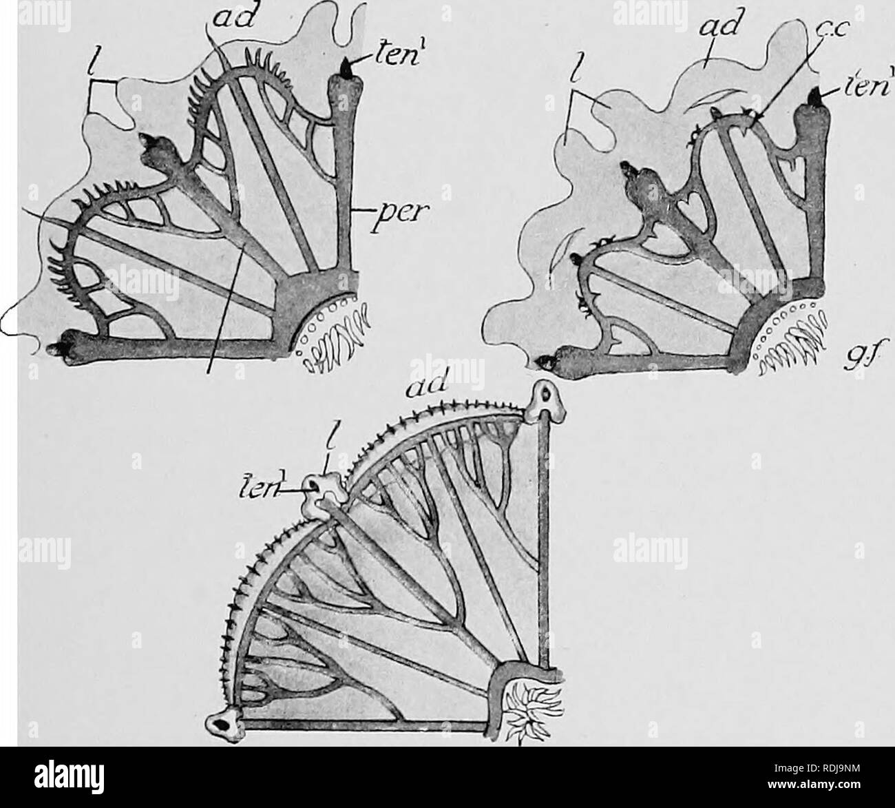Ephyra larva hi-res stock photography and images - Alamy