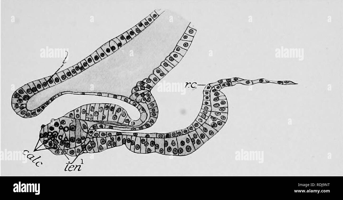 . Text-book of embryology. Embryology. IV COELENTERATA 75 the summer ...
