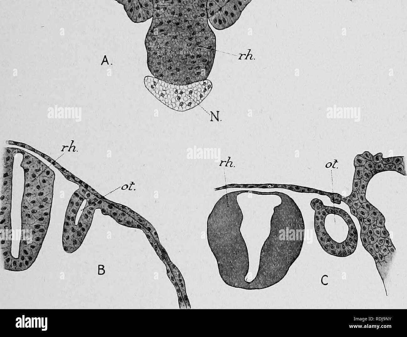 . Text-book of embryology. Embryology. II OTOCYST 131 not appear ...