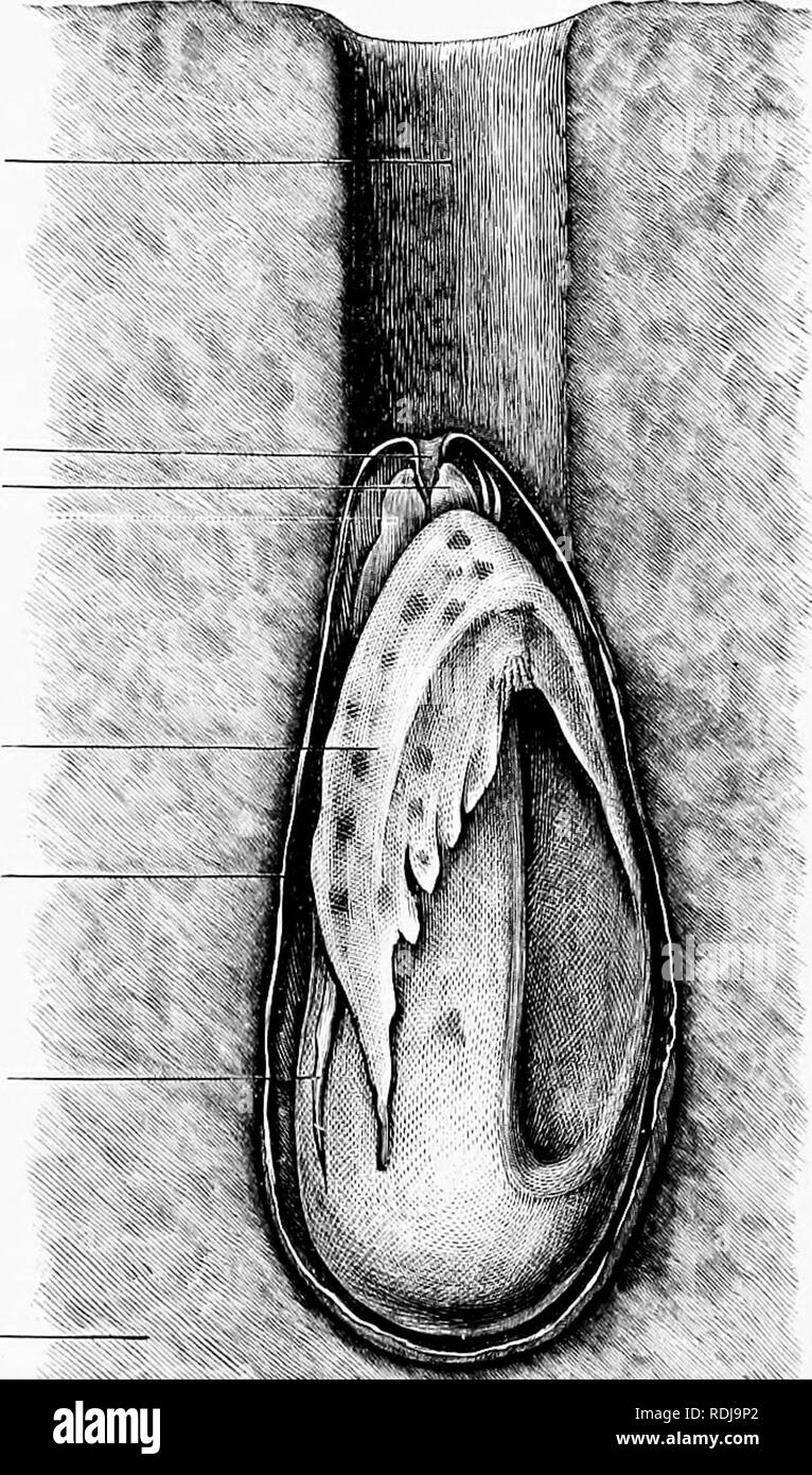 Mud fish cocoon hi-res stock photography and images - Alamy