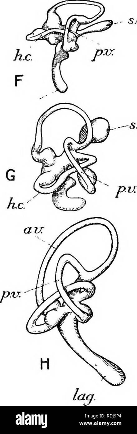 . Text-book of embryology. Embryology. -p.v:. Fig. 72.—Illustrating the ...