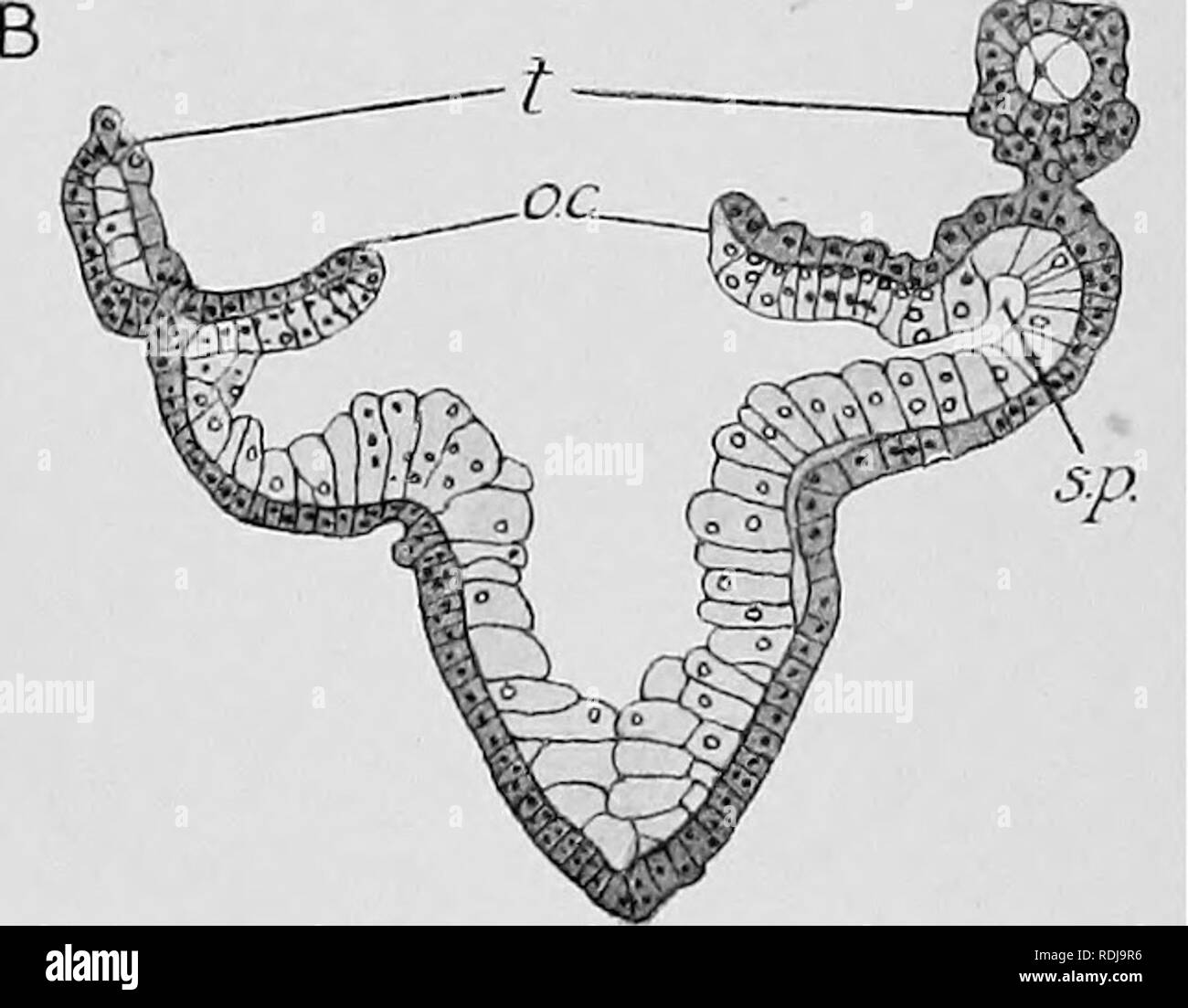 Ine cone hi-res stock photography and images - Alamy