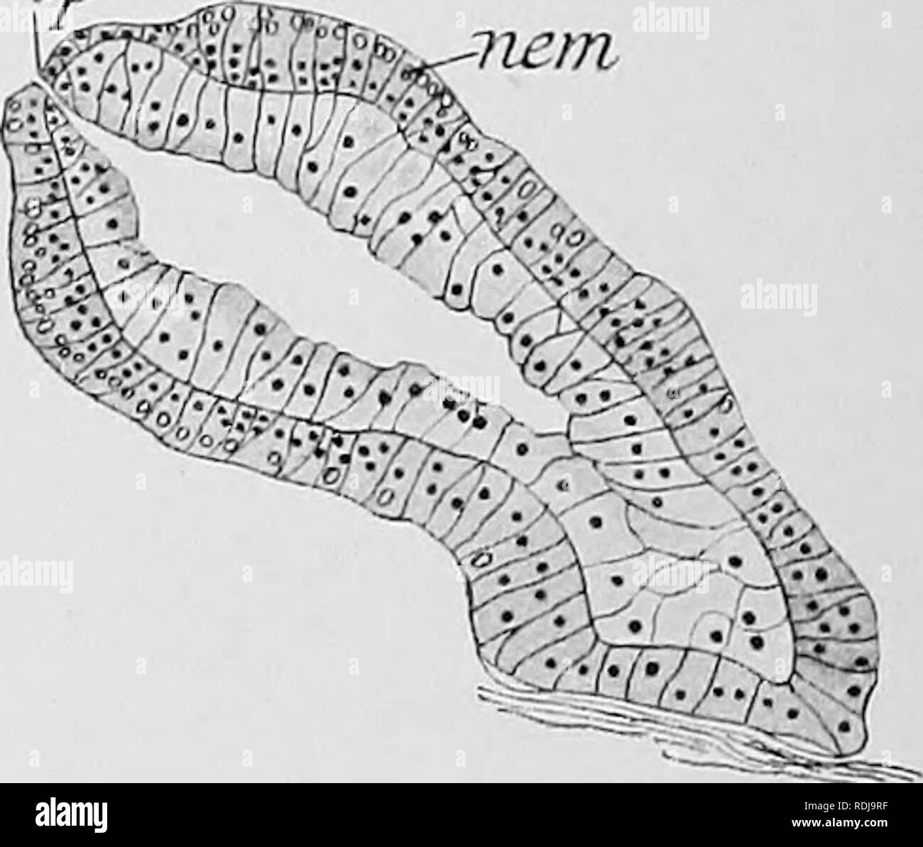 Planula larva hi-res stock photography and images - Alamy