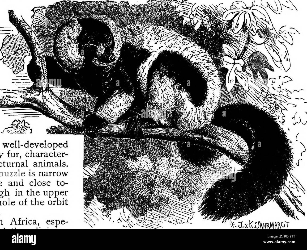 Quadrumana Black and White Stock Photos & Images - Alamy