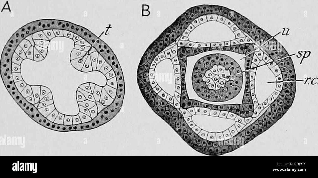 . Text-book of embryology. Embryology. IV COELENTEEATA 63 enclosed in a ...
