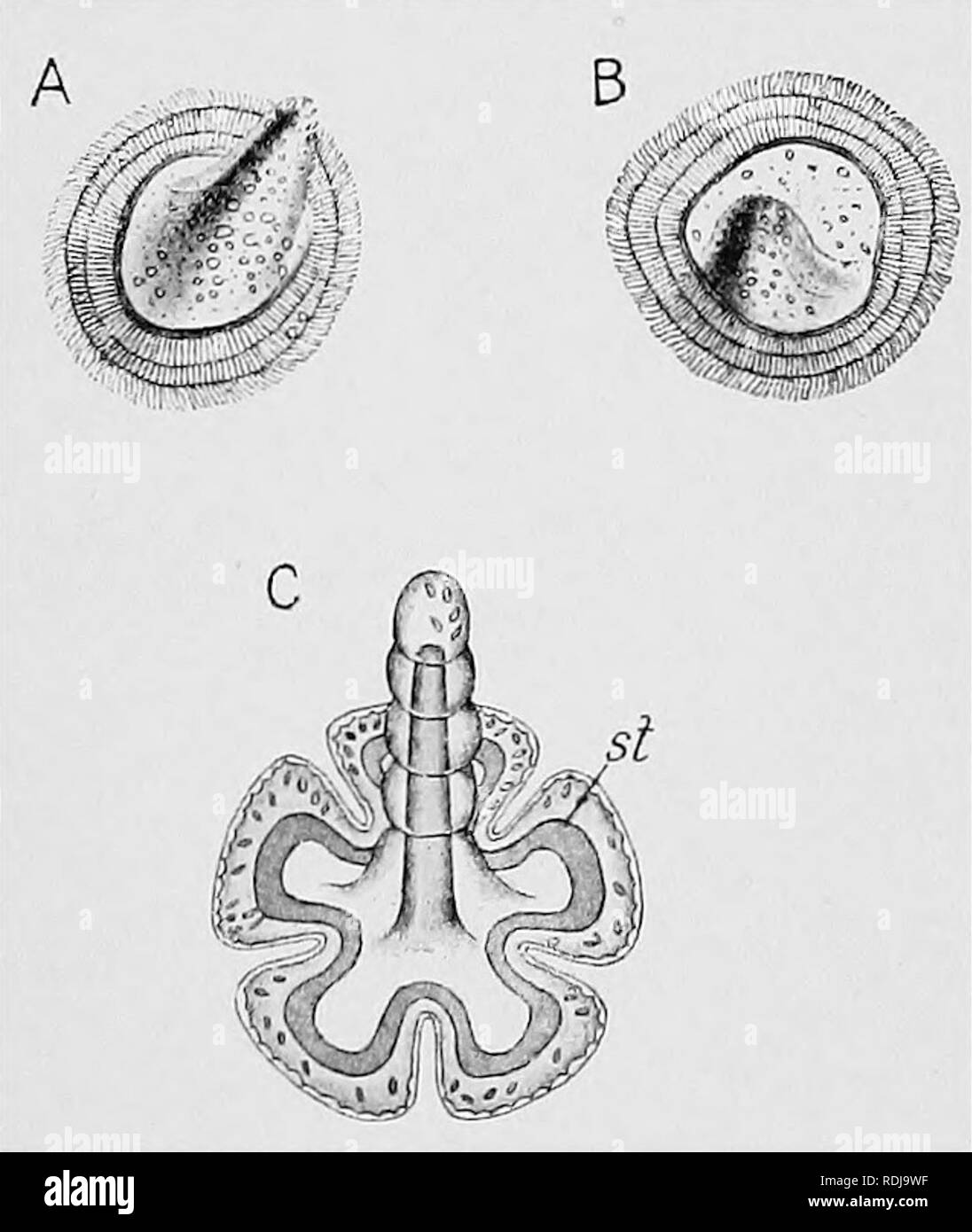 . Text-book of embryology. Embryology. Fig. 37.—Four stages in the ...