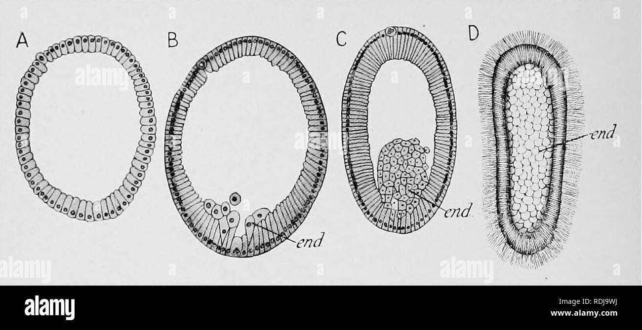 Aurelia Planula Larva
