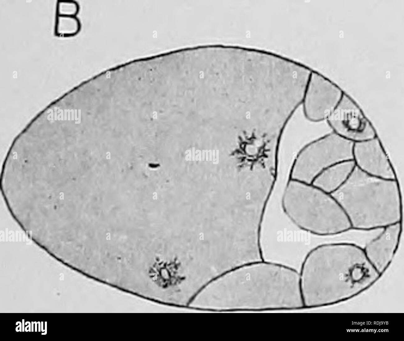 . Text-book of embryology. Embryology. coe Fig. 28.—Two methods of ...
