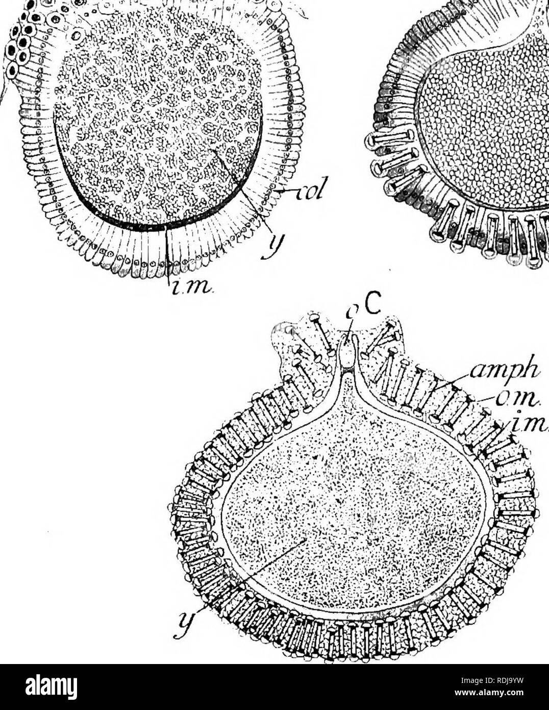 . Text-book of embryology. Embryology. Fig. 27.- -Three stages in the ...