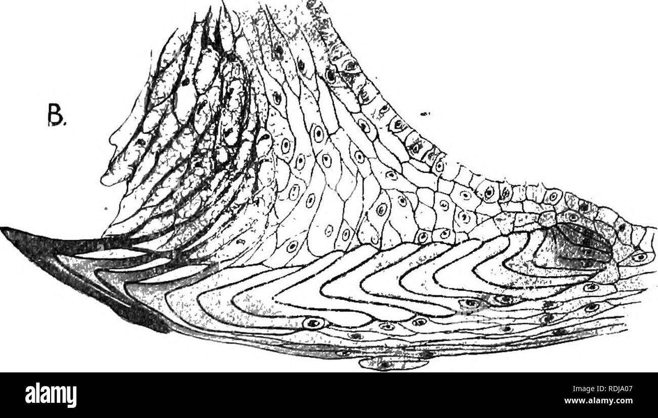 . Text-book of embryology. Embryology. Pig. 45.—Illustrating the ...