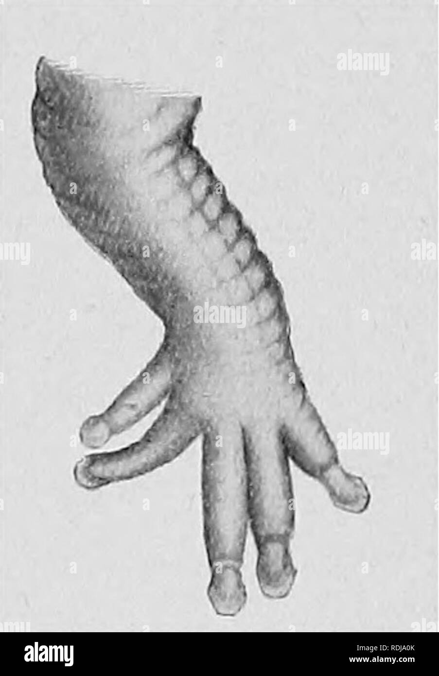 . Text-book of embryology. Embryology. ii THE SKIN AND ITS DEKIVATIVES ...