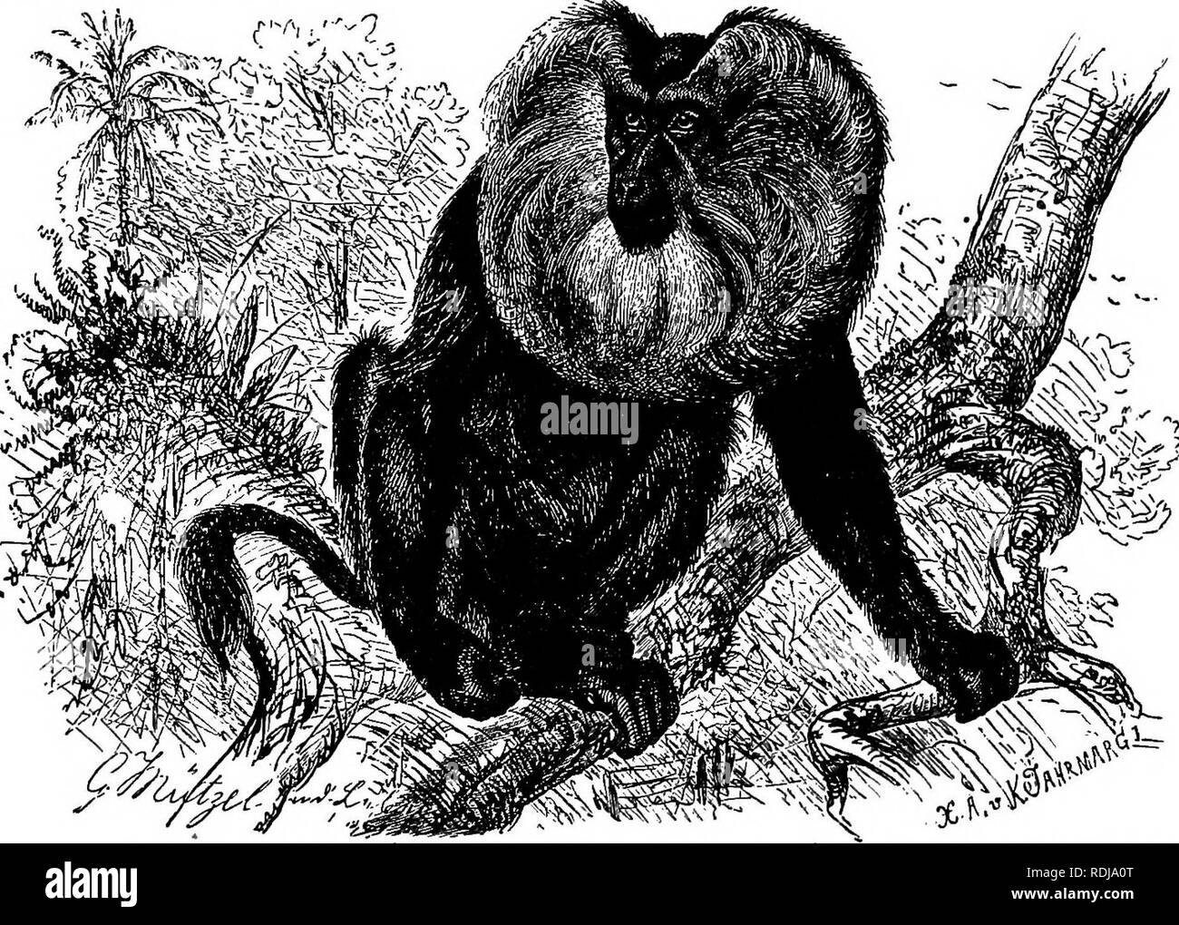 Opposite monkeys Black and White Stock Photos & Images - Alamy