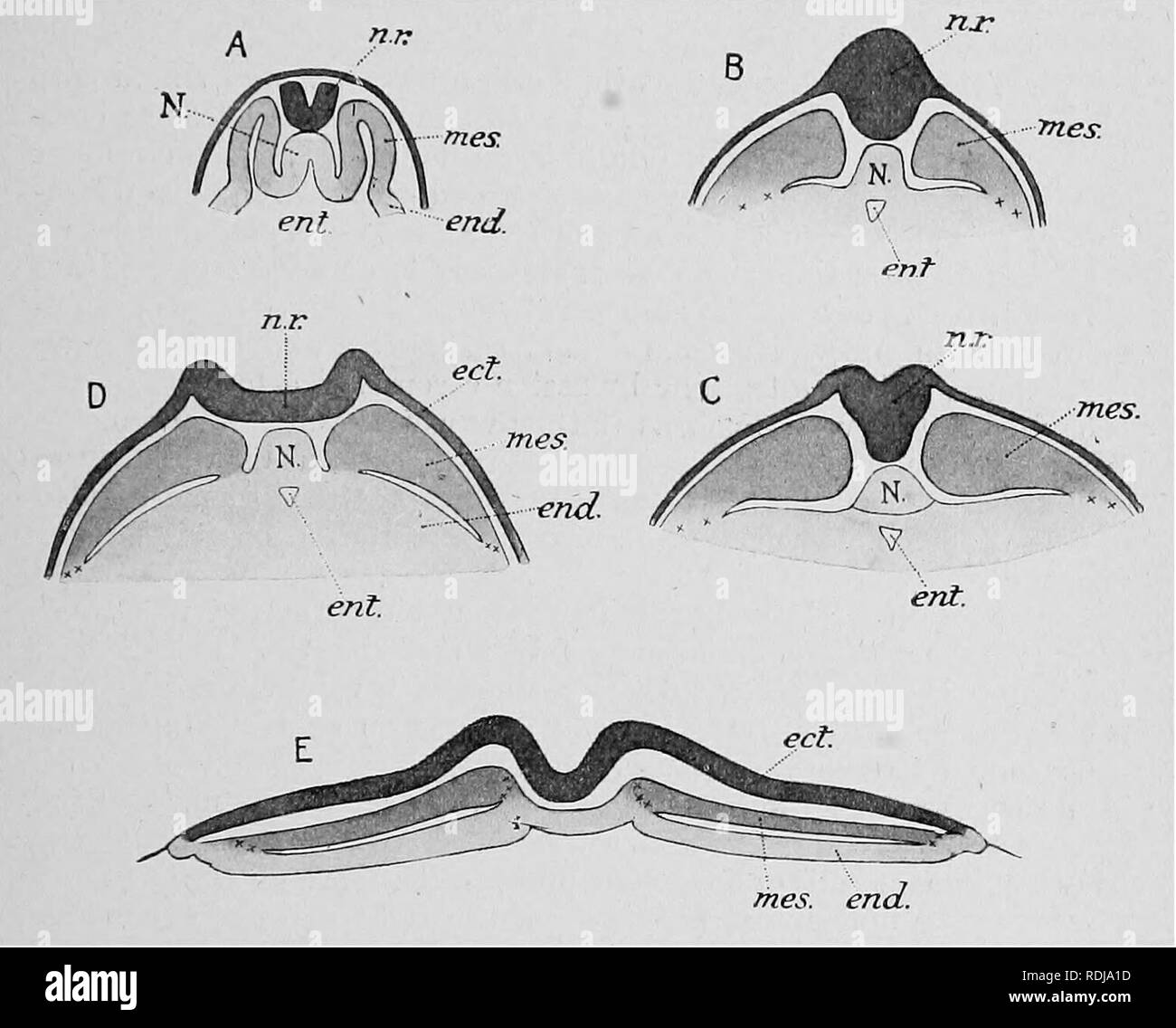 . Text-book of embryology. Embryology. ORIGIN OF THE MESODERM 65 ...