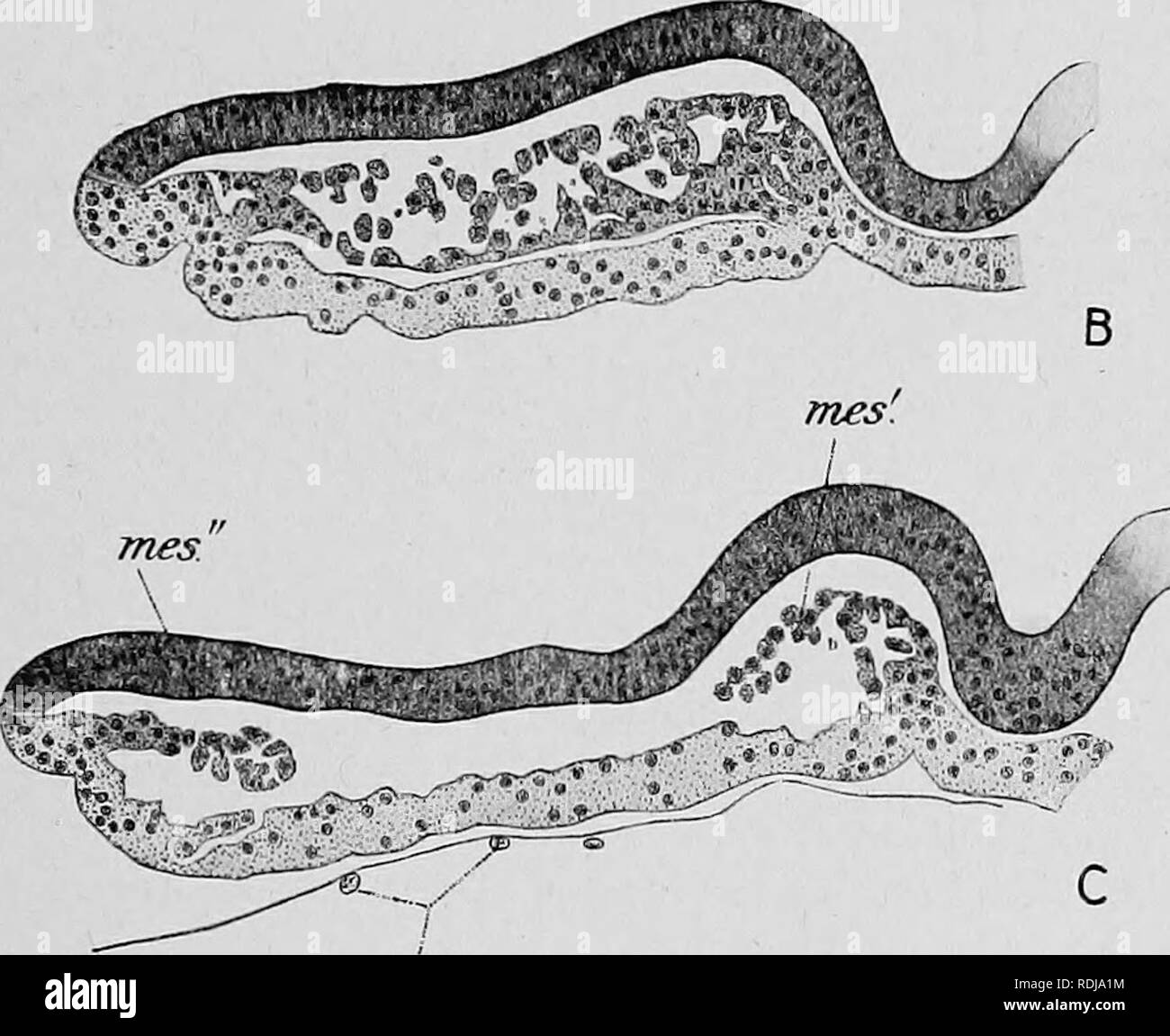 . Text-book of embryology. Embryology. ORIGIN OF THE MESODERM 63 the ...