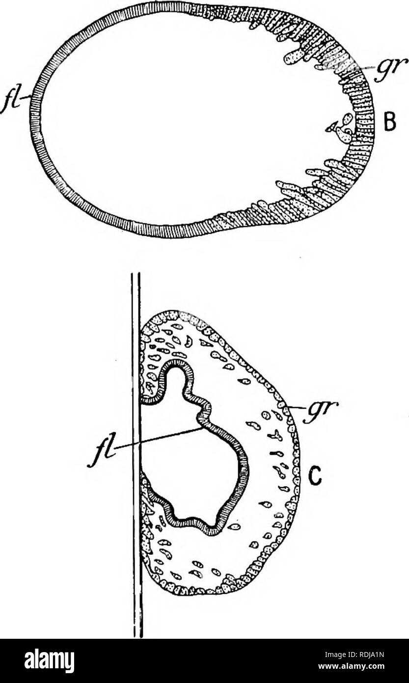 Grantia hi-res stock photography and images - Alamy