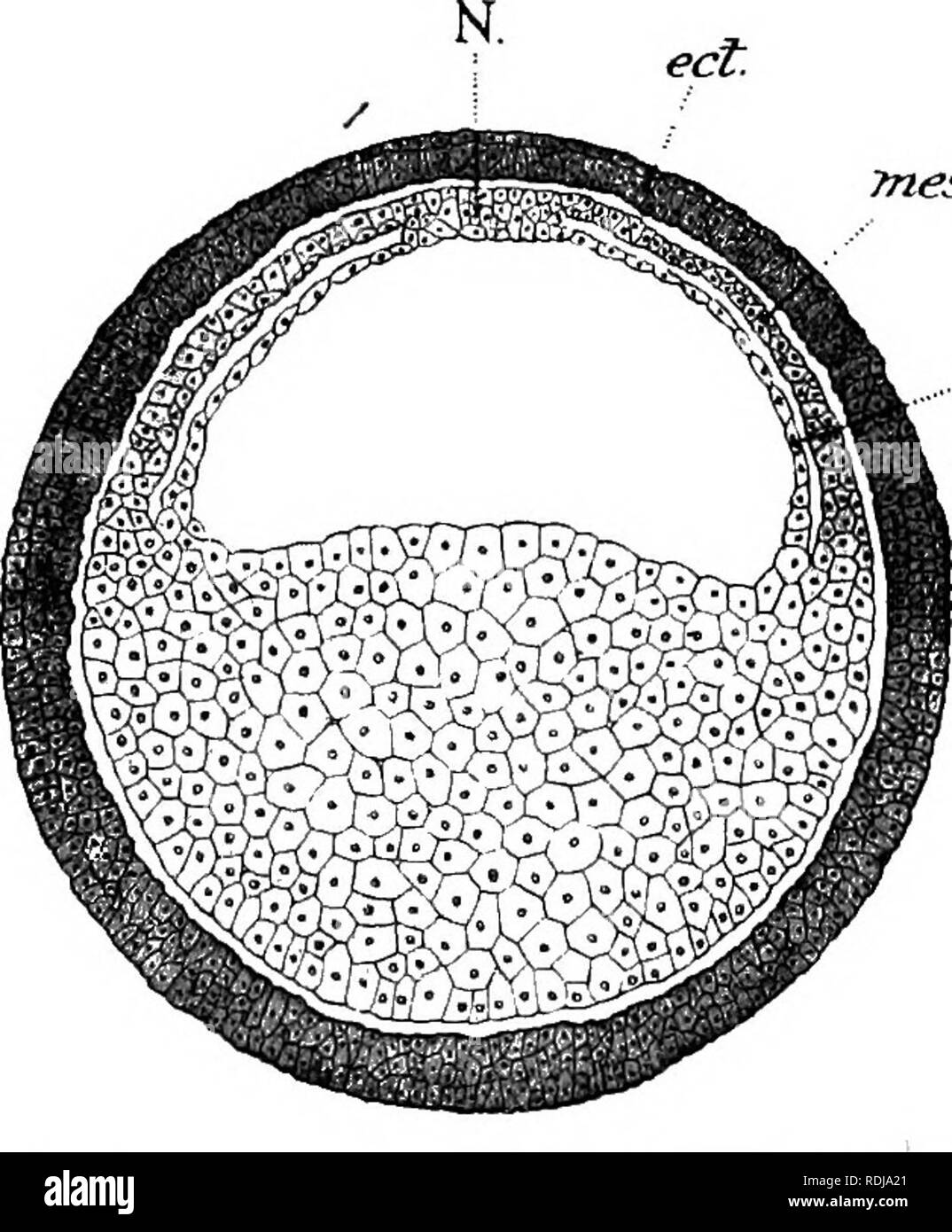 . Text-book of embryology. Embryology. ORIGIN OF THE MESODERM 61 Tnes ...