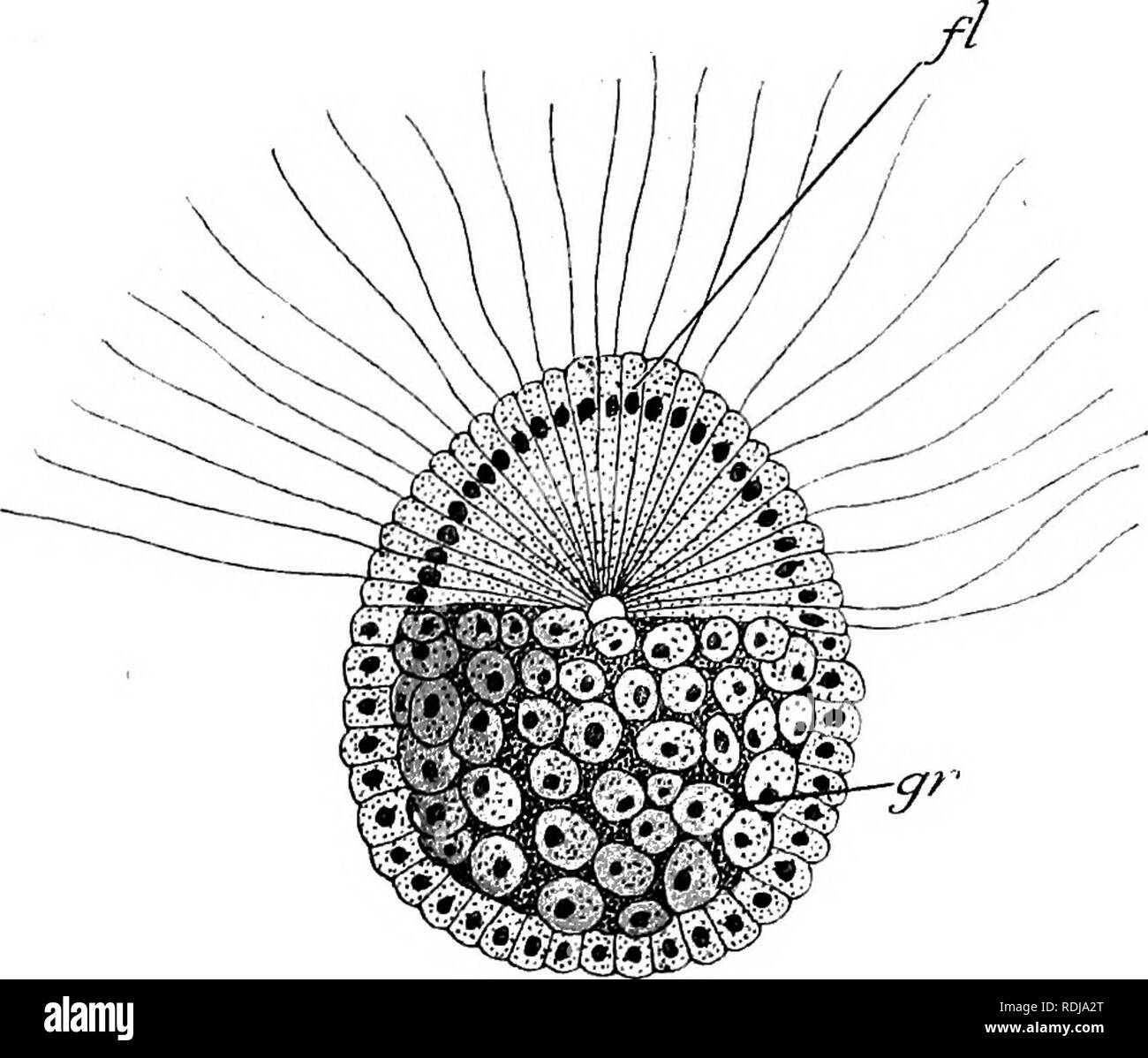 Amphiblastula hi-res stock photography and images - Alamy