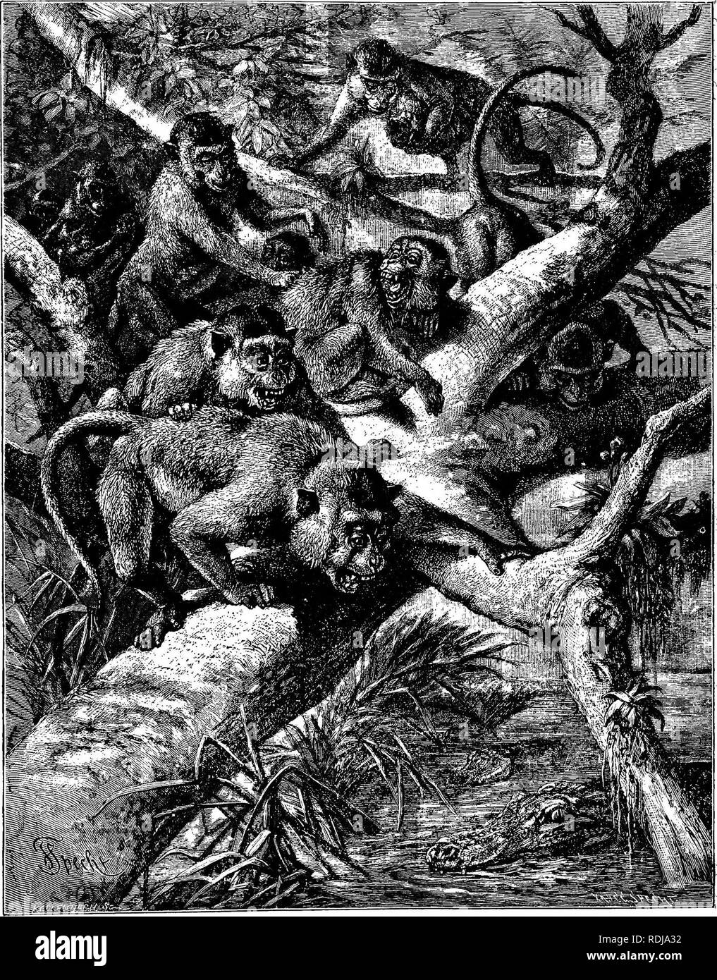 . The animals of the world. Brehm's life of animals;. Mammals. COMMON ...