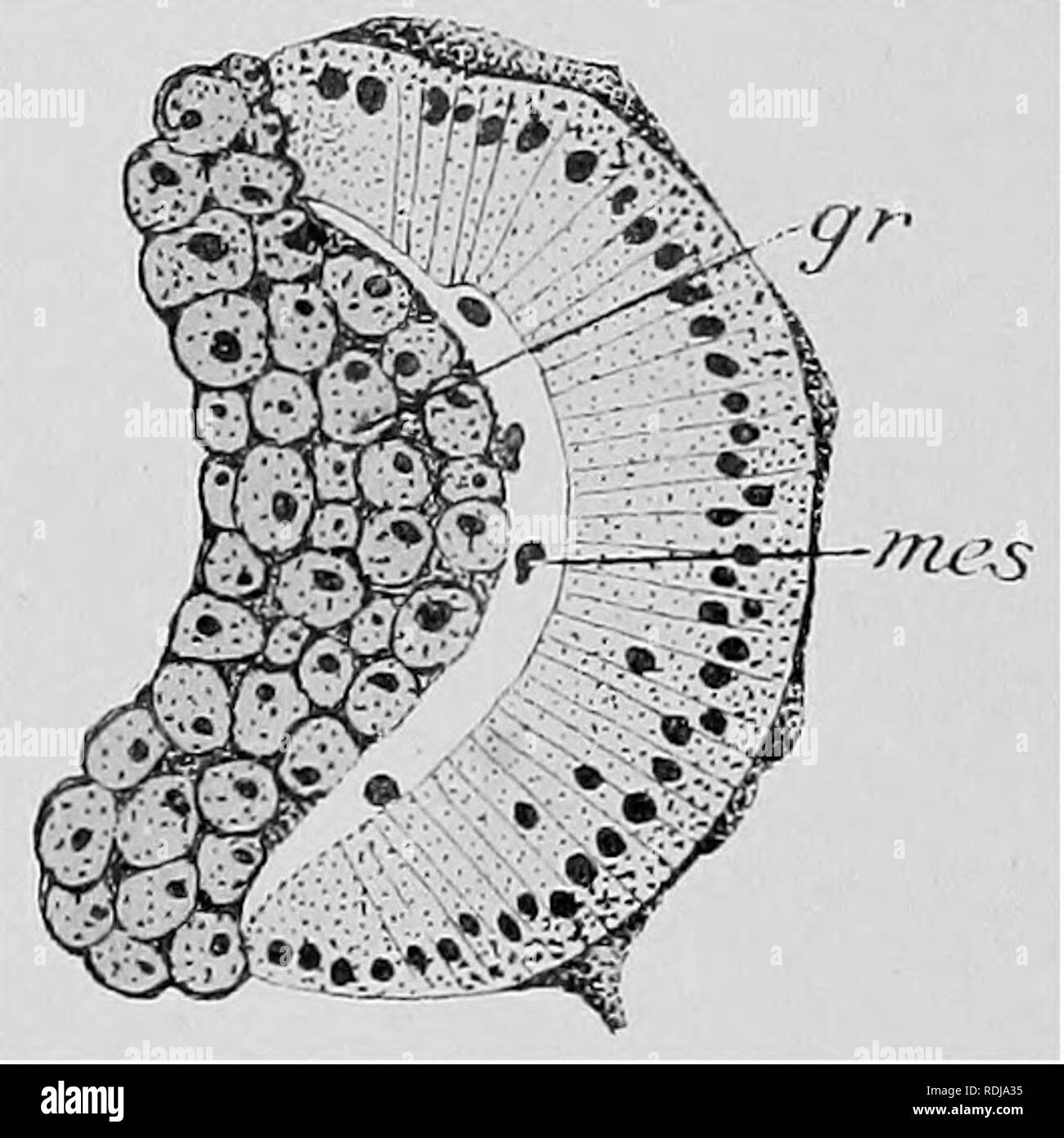Grantia Longitudinal Section Labeled