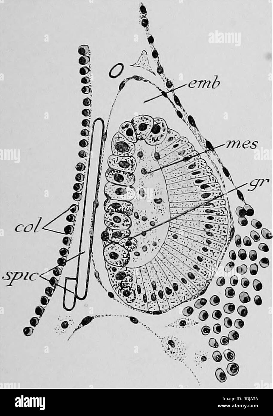 Granular cells Black and White Stock Photos & Images - Alamy