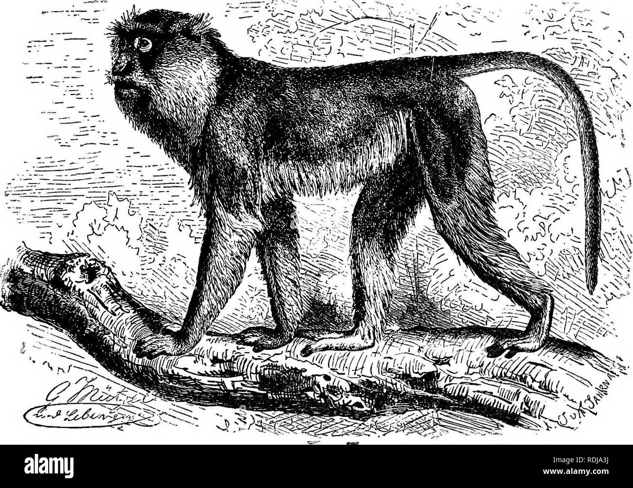 Black monkey with white eyebrows Black and White Stock Photos & Images ...