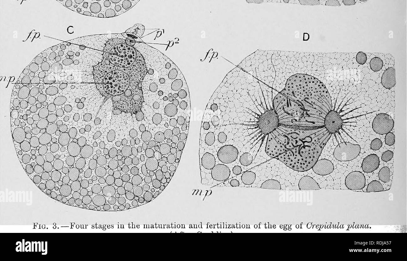 Female pronucleus hi-res stock photography and images - Alamy