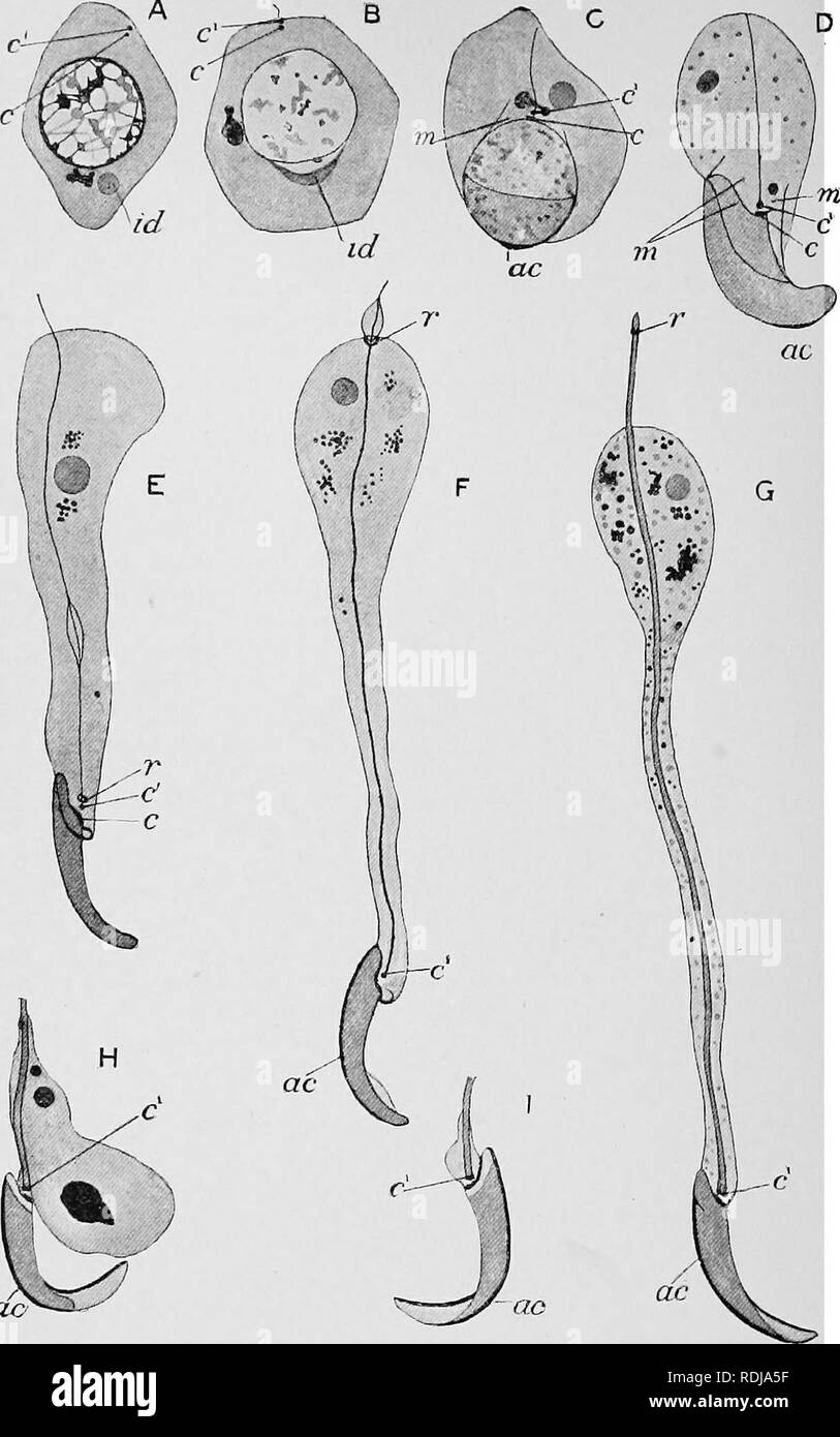 . Text-book of embryology. Embryology. ao Fig. 2.- -Nine stages in the ...