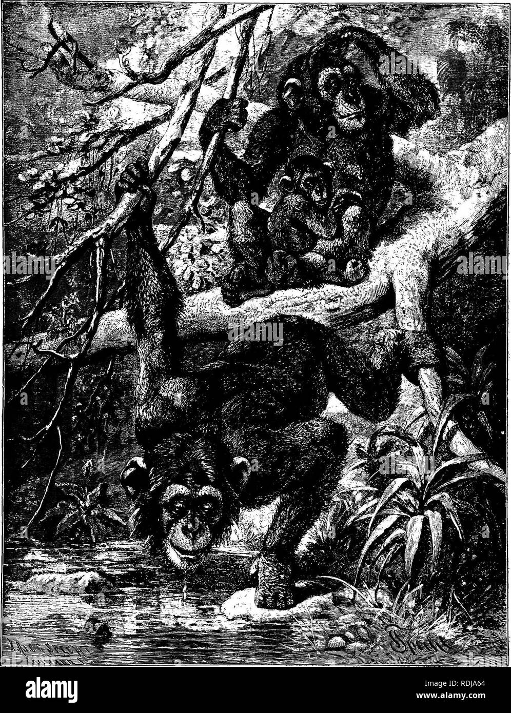 . The animals of the world. Brehm's life of animals;. Mammals. FAMILY ...