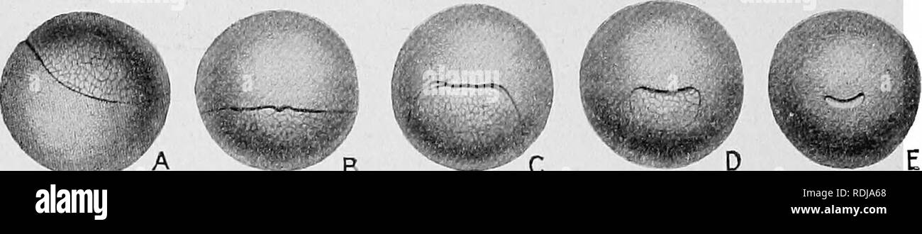 . Text-book of embryology. Embryology. 34 EMBRYOLOGY OF THE LOWER ...