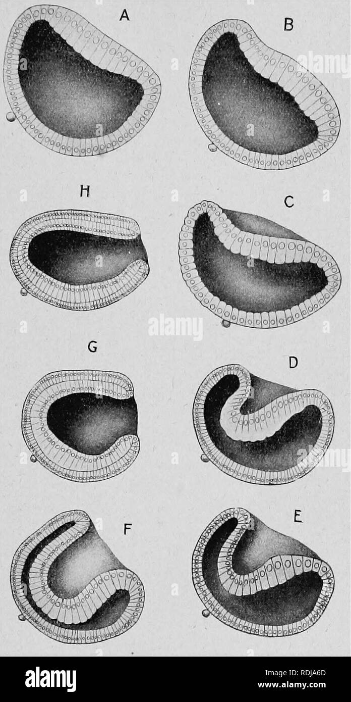 . Text-book of embryology. Embryology. GASTRULATION 31 Had the process ...