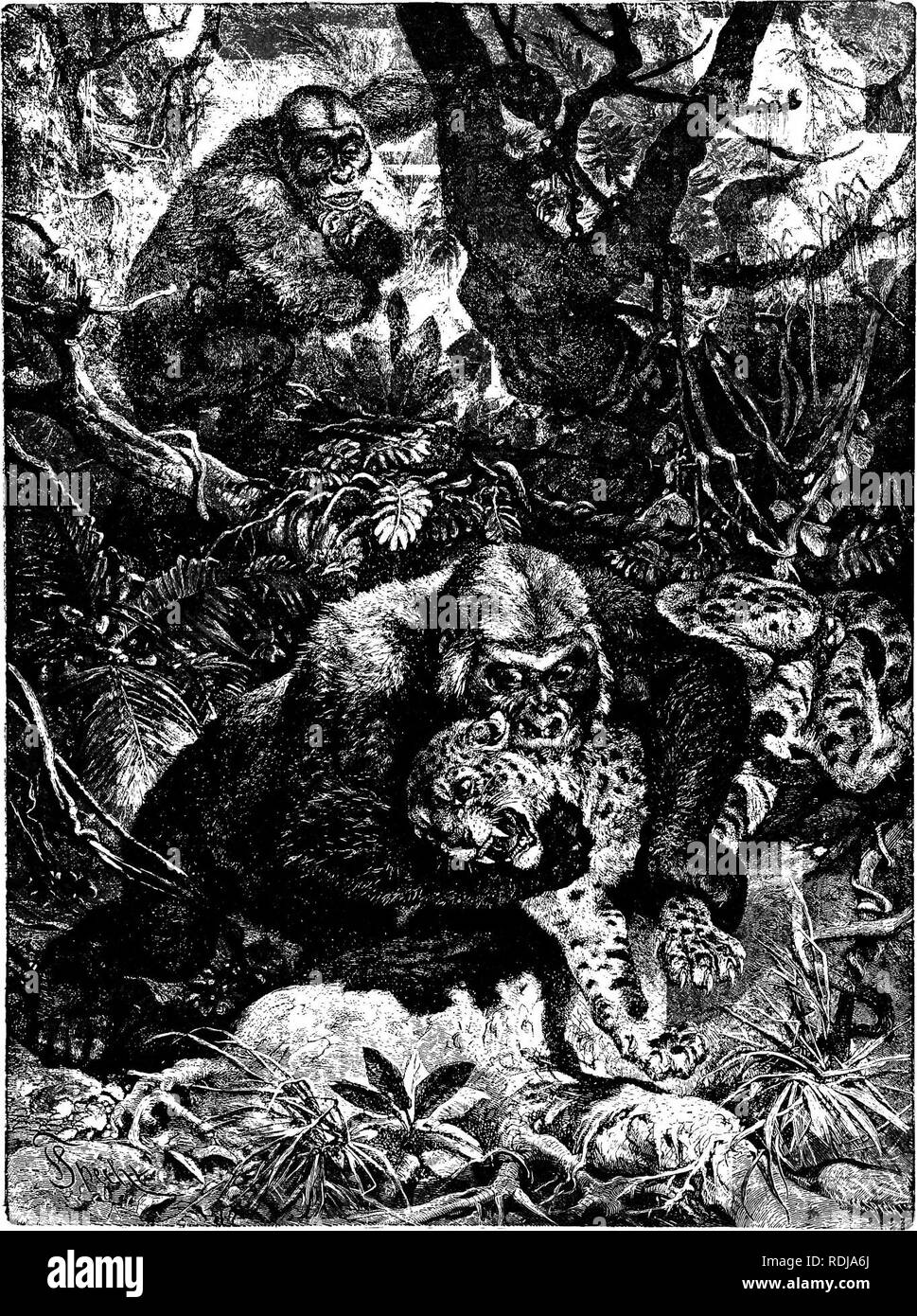 . The animals of the world. Brehm's life of animals;. Mammals. THE ...