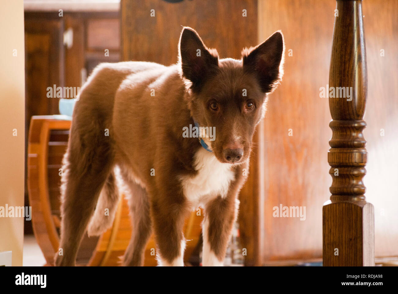 Indoor dog looking intensely at camera Stock Photo - Alamy