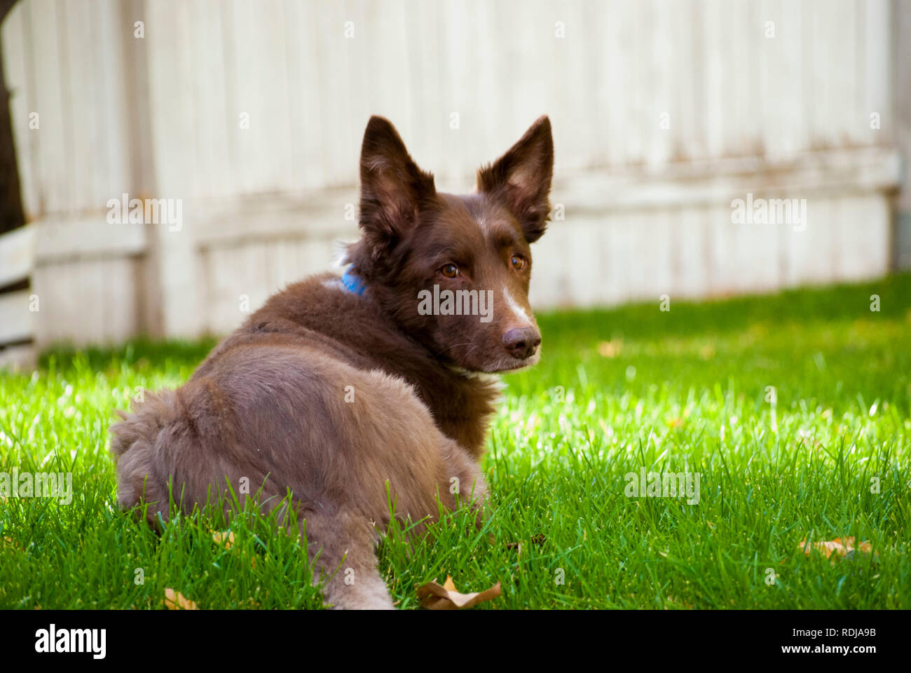 Dogs laying down on grass hi-res stock photography and images - Alamy
