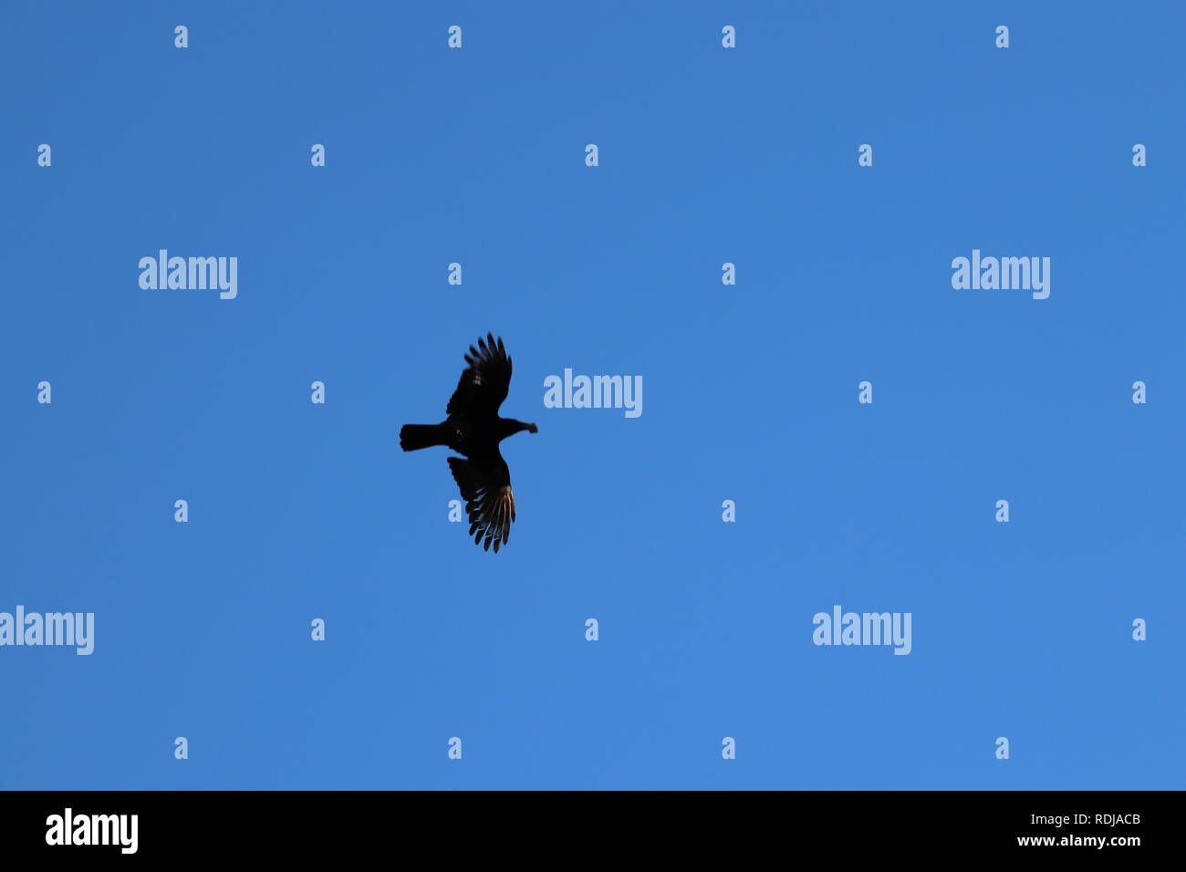 High bird hi-res stock photography and images - Alamy