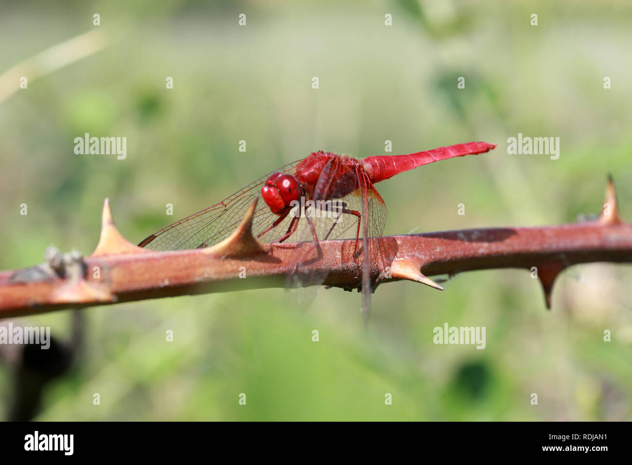 Red dragonfly standing on hi-res stock photography and images - Alamy