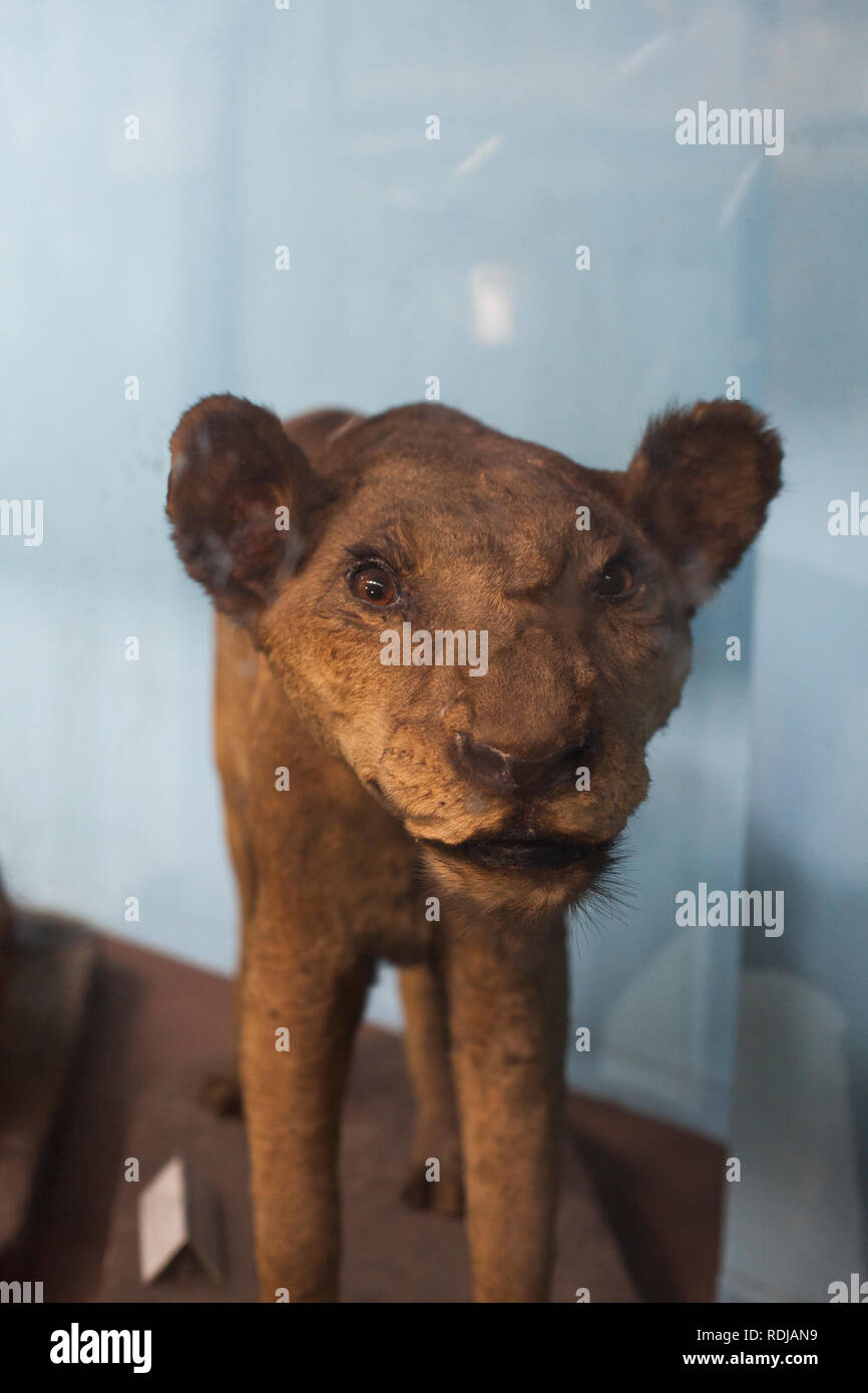 Stuffed lion hi-res stock photography and images - Alamy