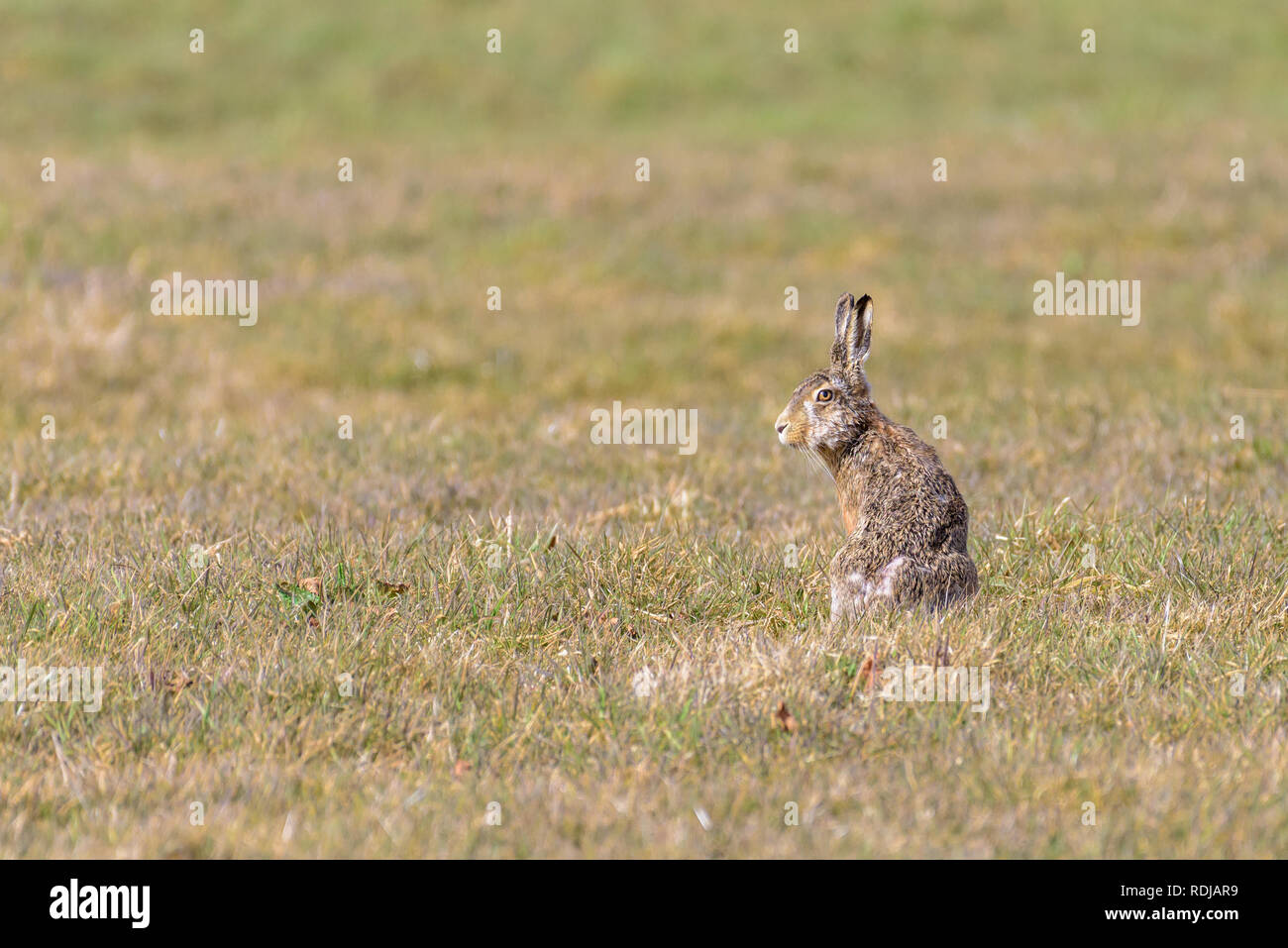 A european hare (Lepus europaeus) is sitting upright in a field and is ...